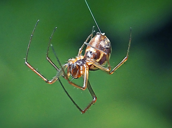 A Homeowner's Guide to Spiders | Compass Pest Management
