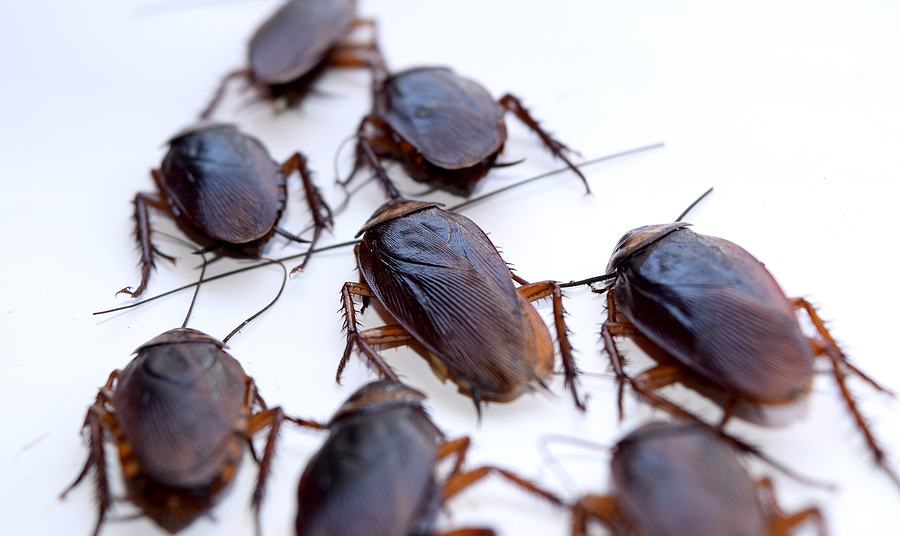 Understanding Roach Infestations | Compass Pest Management