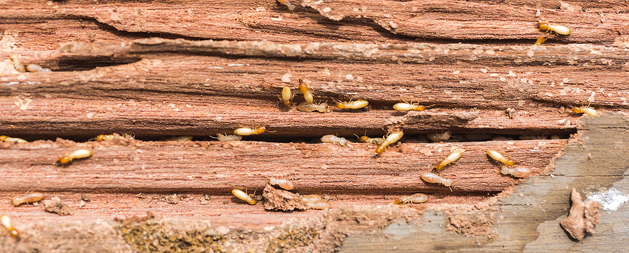 Professional Termite Control for Log Cabins | Compass Pest Management